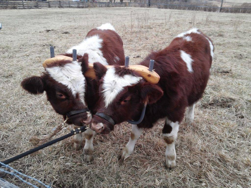Training New Oxen
