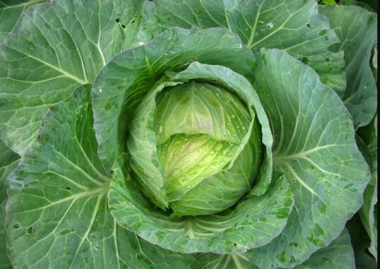 What's Cooking - Cultural Food Traditions - Living History Farms