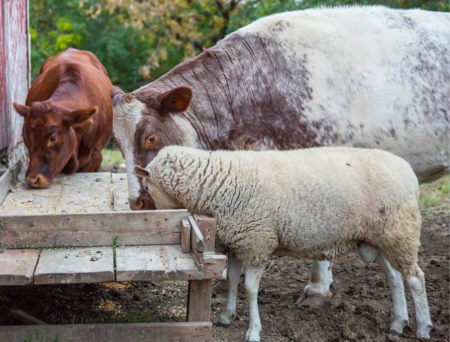 Barnyard Readers - Living History Farms, Iowa